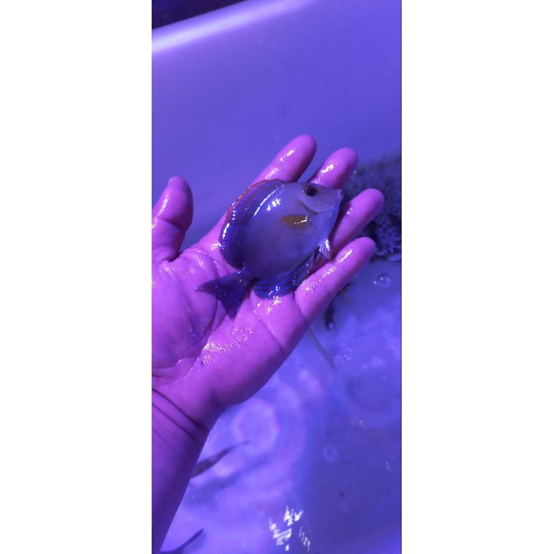 Jual ikan hias air laut botana sirip kuning | Shopee Indonesia