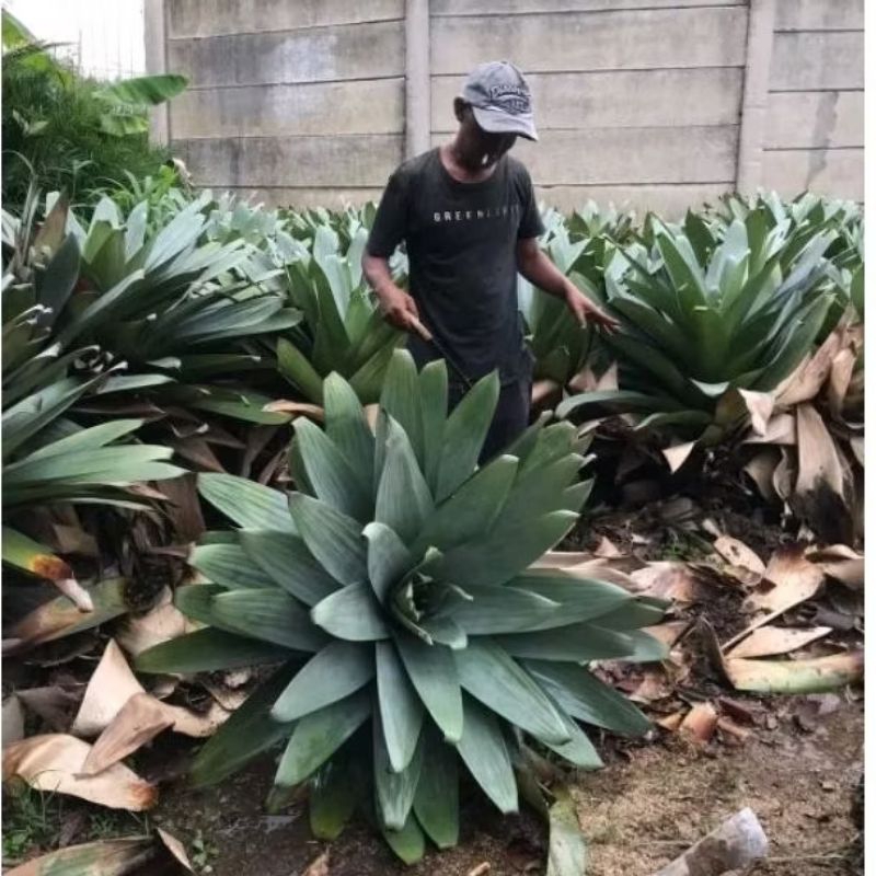 Jual Tanaman bromel Giant uk besar dewasa jumbo+Daun Rimbun+Taman ...