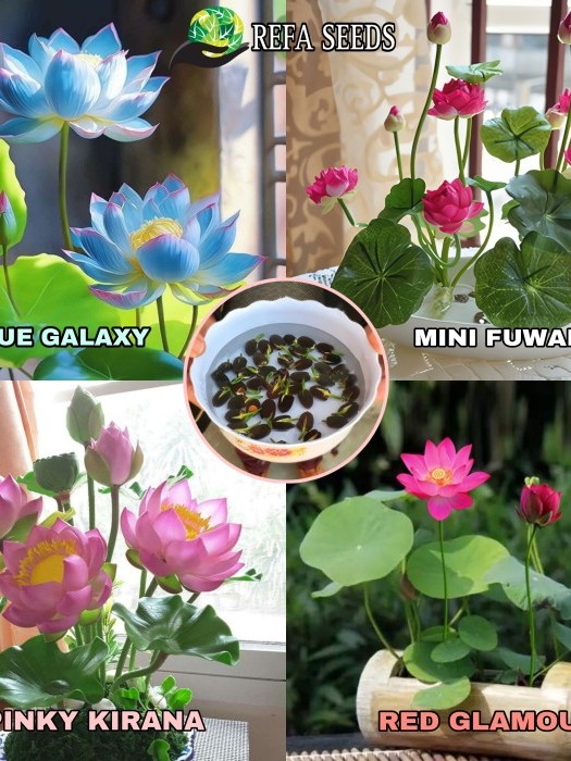 Jual Biji Teratai Jepang Biji Benih Teratai Lotus Mini Biji Bunga ...