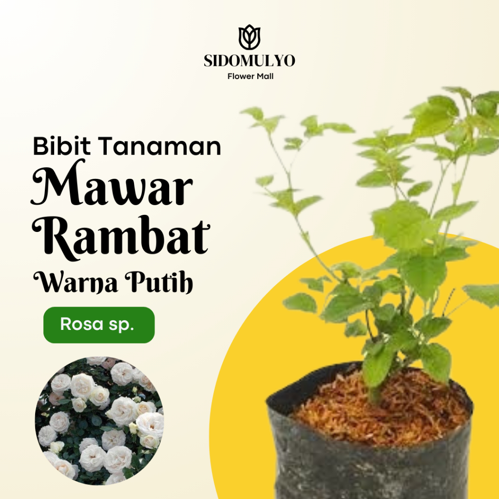 Jual Bibit Bunga Mawar Rambat Putih - Tanaman Hias Mawar Putih Tinggi ...