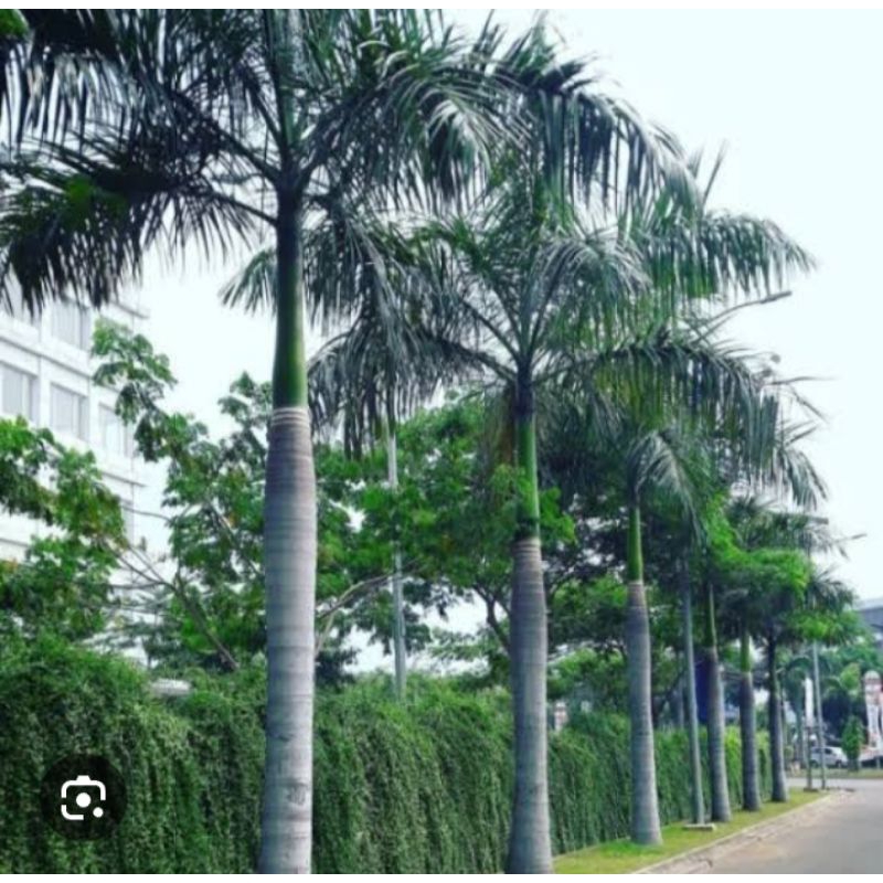 Jual Pohon palem raja atau palem ibung | Shopee Indonesia