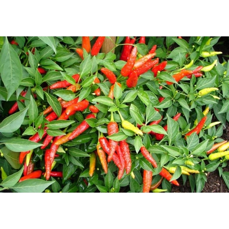 Jual benih cabai rawit setan super unggul premium | Shopee Indonesia