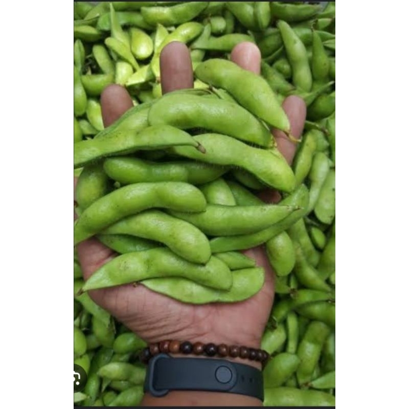 Jual Kacang Edamame - kedele Jepang - Kedelai Jumbo Besar | Shopee ...