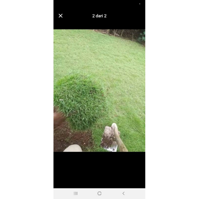 Jual TANAMAN HIAS RUMPUT PEKING ATAU RUMPUT JEPANG. | Shopee Indonesia