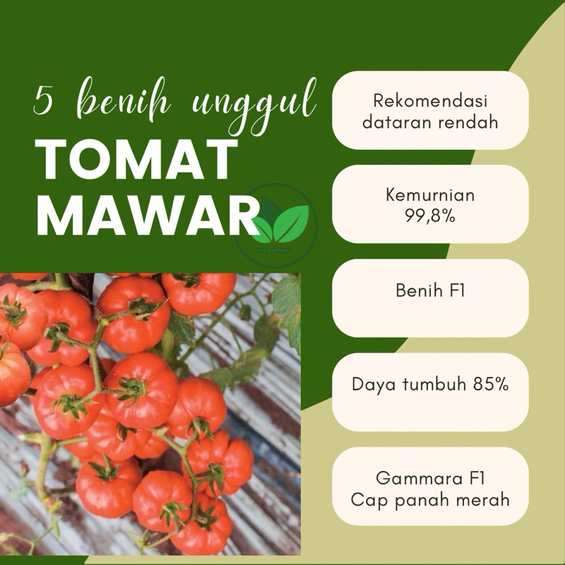 Jual 5 Benih Unggul F1 Tomat Mawar Benih tomat Mawar Gammara F1 ...