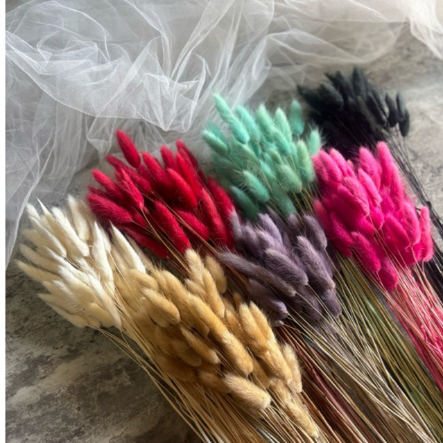 Jual 10 tangkai Bunga Lagurus bunny tail rustic perikat atau perplastik ...