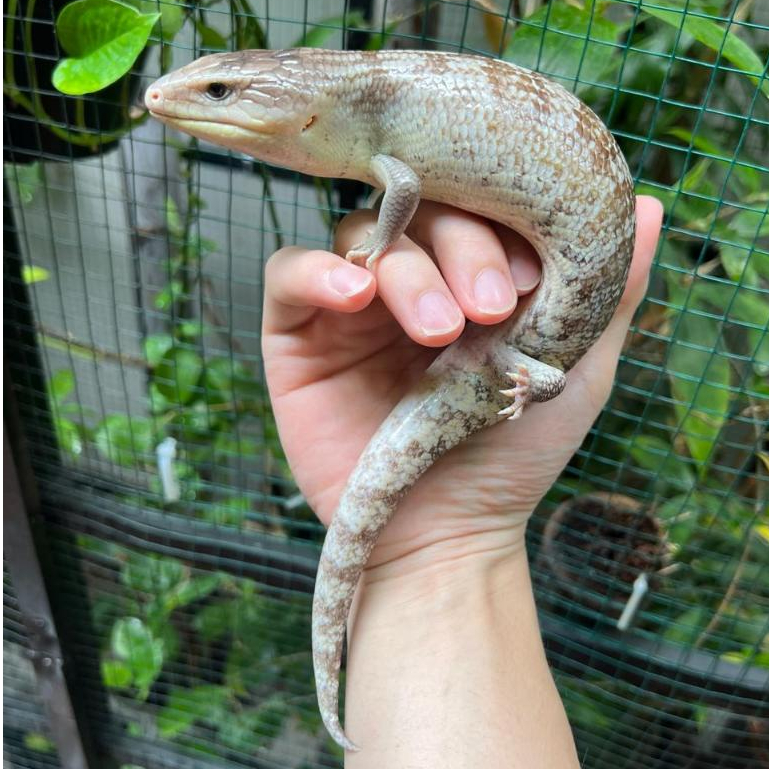 Jual Kadal Panana Tanimbar Putih / Kadal Panana Tanimbar White Phase ...