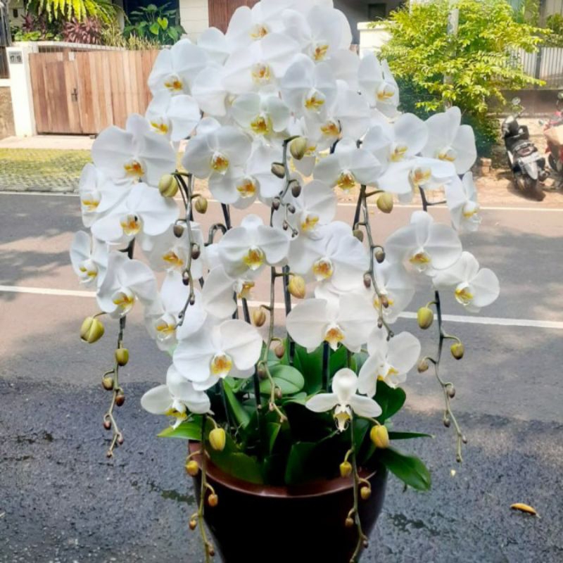 Jual tanaman hias bunga anggrek bulan warna putih | Shopee Indonesia