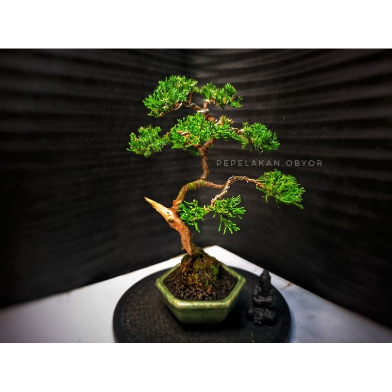 Jual Bonsai Cemara Chinensis Green Bonsai Cemara Sinensis ORIGINAL SIAP ...