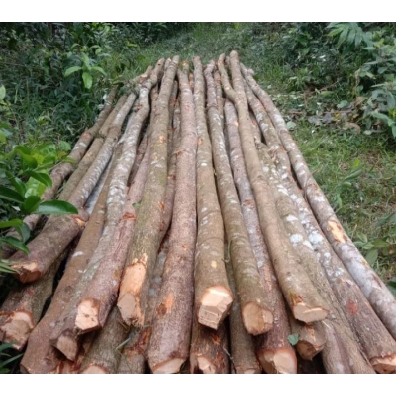 Jual potongan kayu Puspa 30-40 cm | Shopee Indonesia