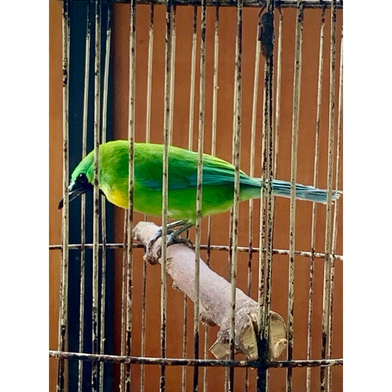 Jual BURUNG CUCAK RANTING RAWATAN MAKAN VOER | Shopee Indonesia