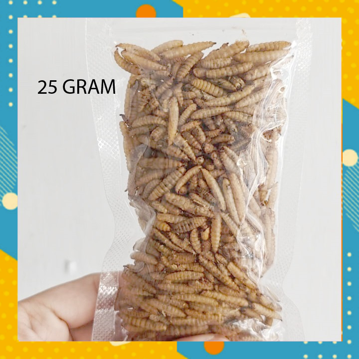 Jual Maggot Larva BSF Kering Pakan Ikan Predator Reptil Sugar Glider ...