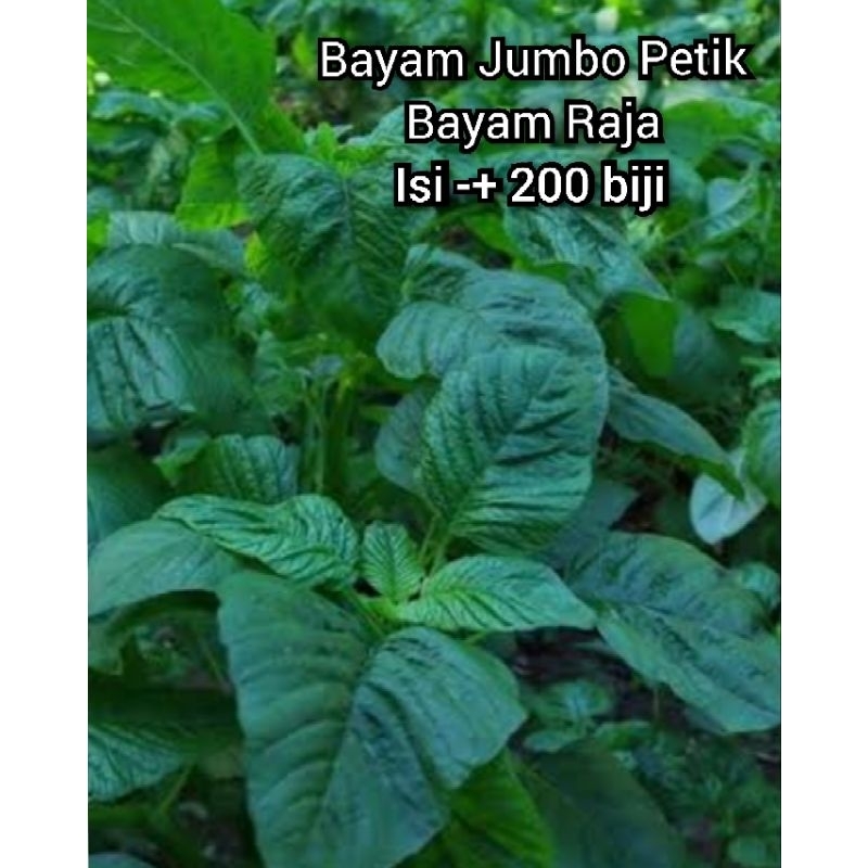 Jual Bayam Petik Jumbo / Bayam Raja BIJI | Shopee Indonesia