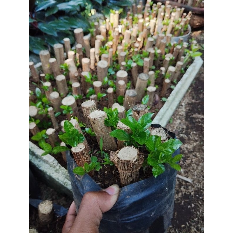 Jual setek sancang fresh bonsai sancang 20 ribu dapat 10 pohon | Shopee ...