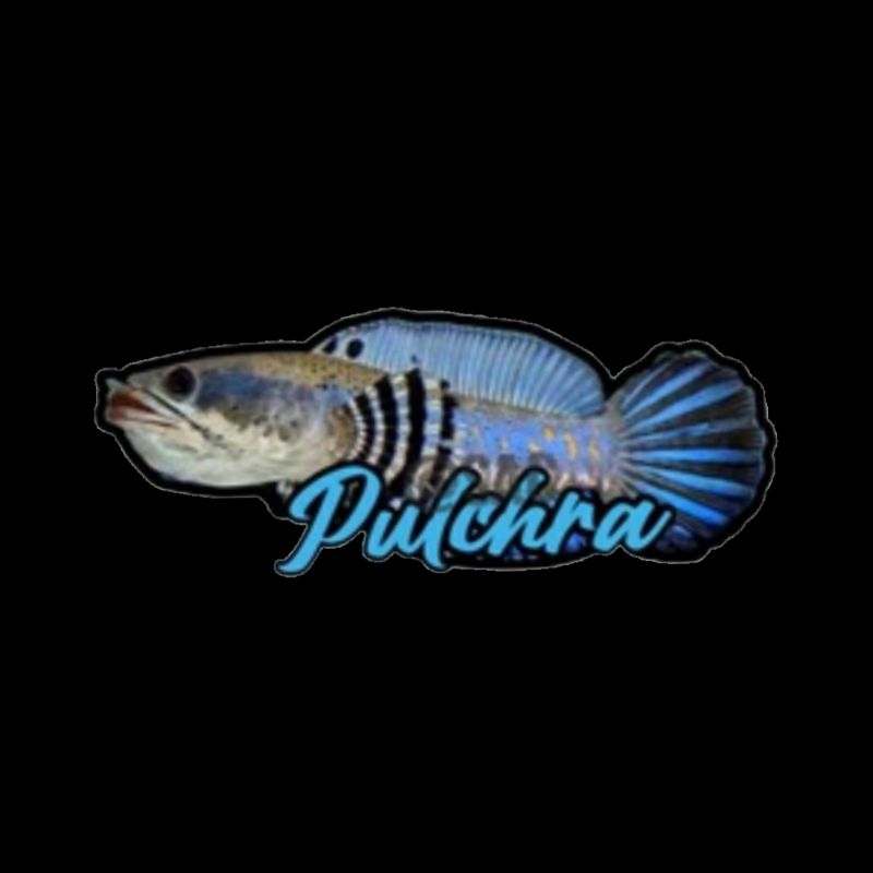 Jual stiker pulcra | Shopee Indonesia