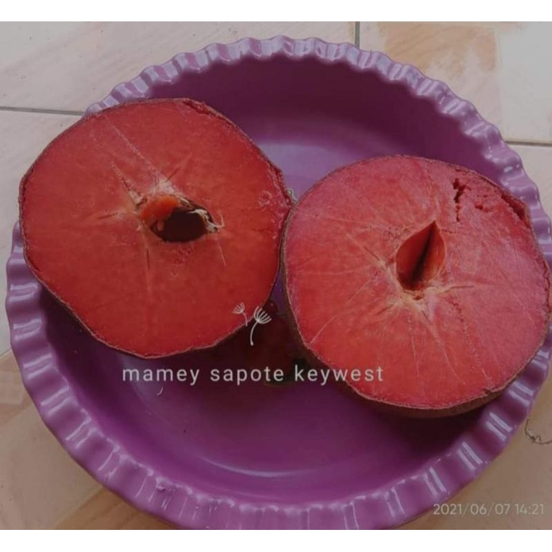 Jual Mamey Sapote Keywes buah bulat ( potong cangkok ) | Shopee Indonesia