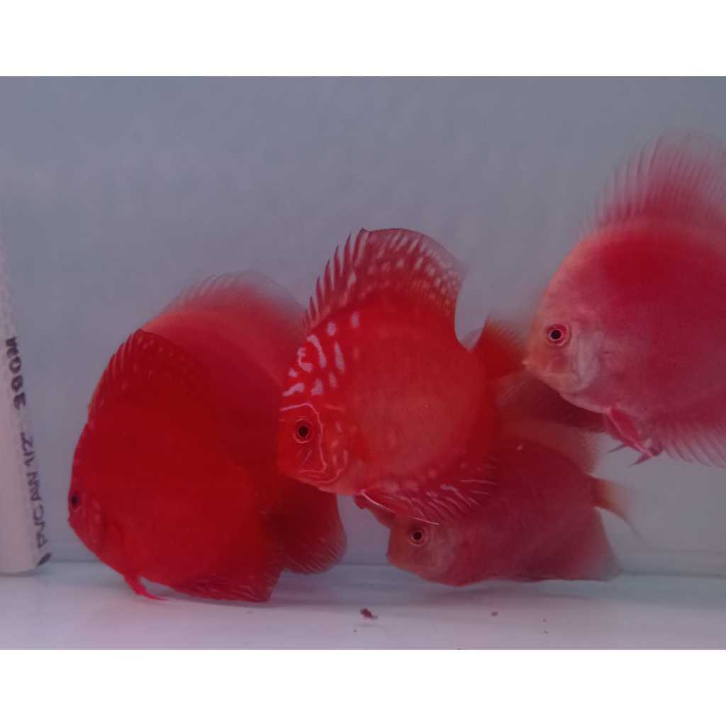 Jual Discus Red Melon 2,5" inch s/d 4,5" inch | Shopee Indonesia