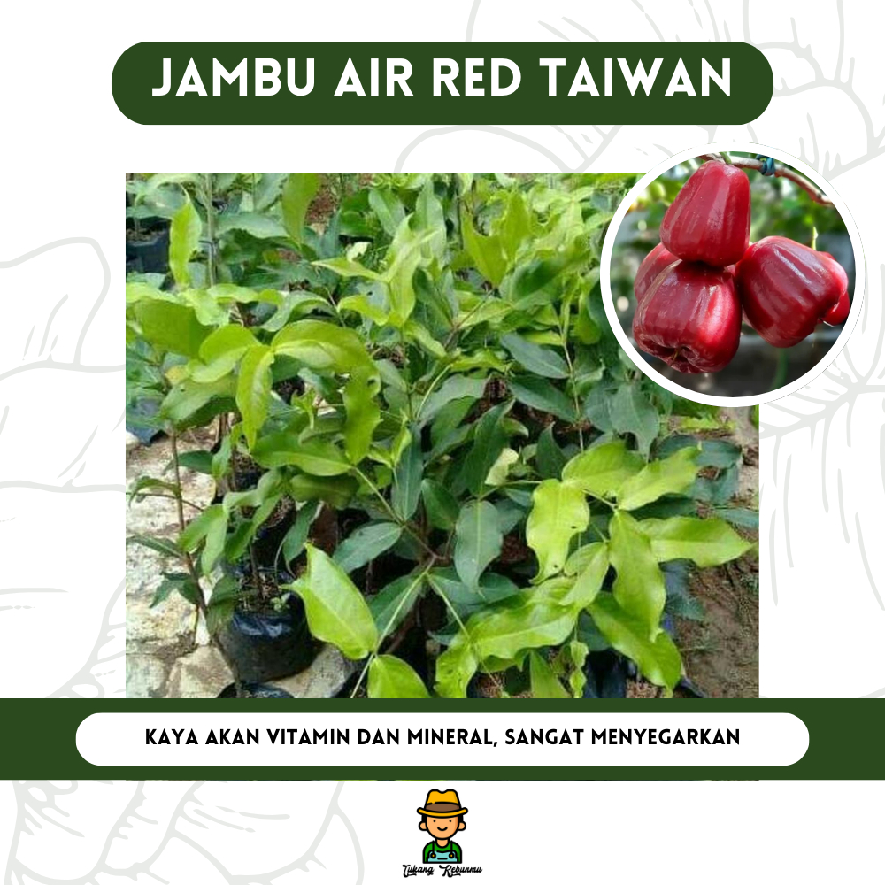 Jual Bibit Tanaman Buah Jambu Air Merah Red Taiwan (60-80 Cm) | Shopee ...