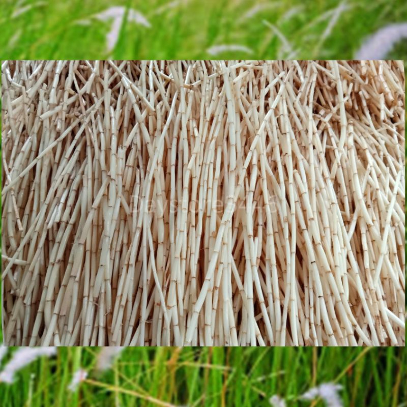 Jual Akar Alang Alang kering 1kg | Shopee Indonesia