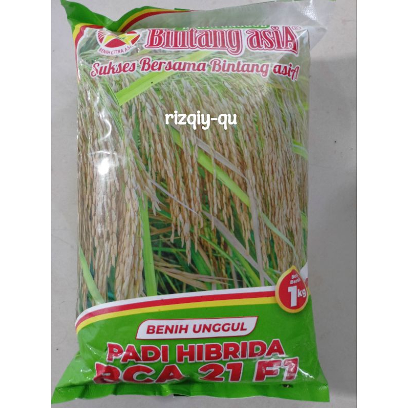 Jual BCA 21 BENIH PADI HIBRIDA/BINTANG ASIA/1kg | Shopee Indonesia