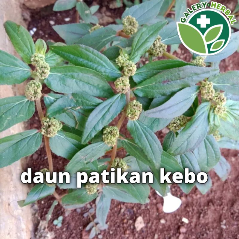 Jual Daun Patikan Kebo Patikan Kerbau 100gr Order Baru Petik Fresh ...