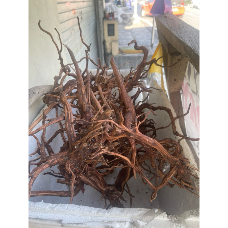 Jual Akar Rasamala M akar kayu aquascape | Shopee Indonesia