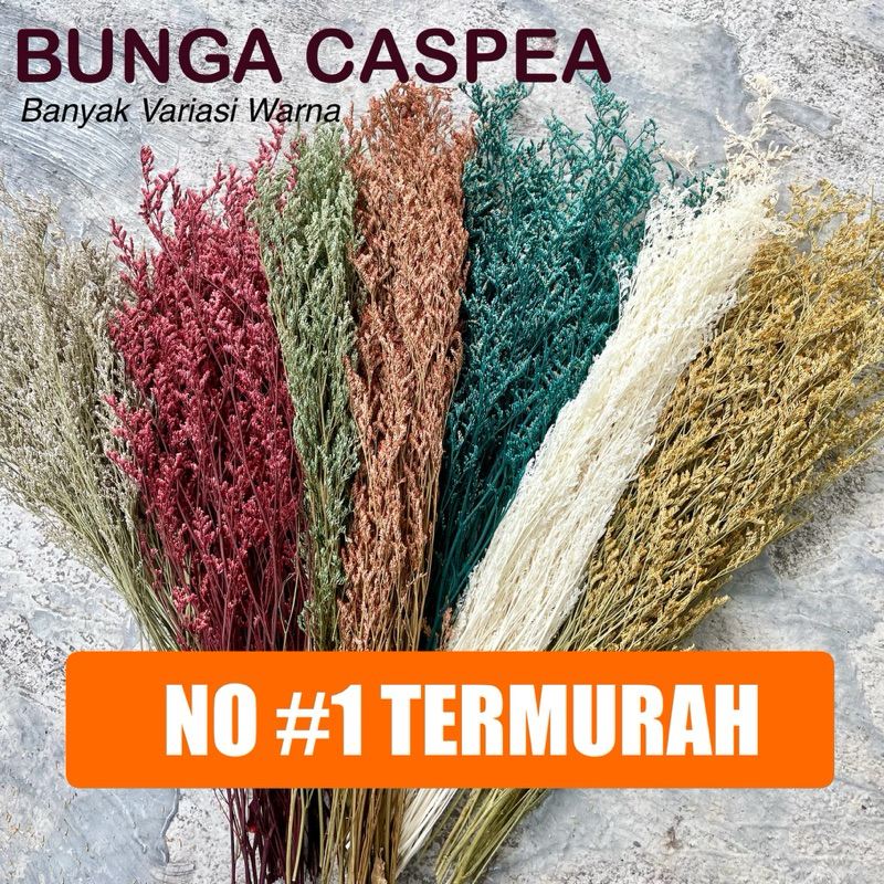 Jual CIGALLERY BUNGA CASPEA KERING DRIED Caspea Import Premium Bunga ...