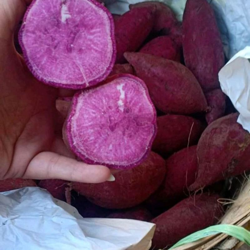 Jual Ubi Ungu Mangsi Grade A Per 1kg | Shopee Indonesia