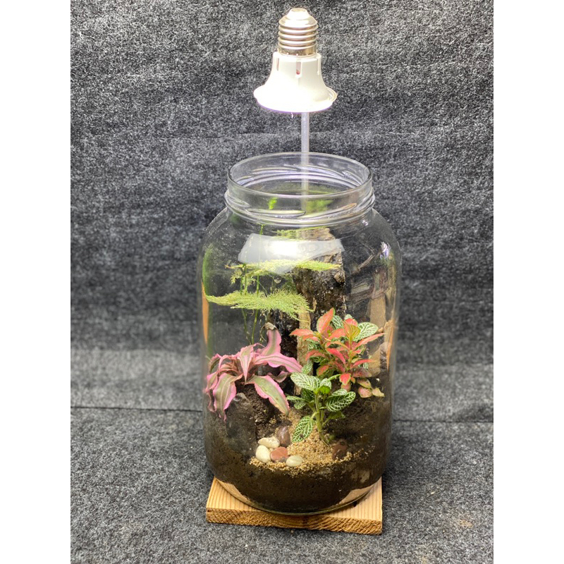 Jual terrarium XL Model air terjun | Shopee Indonesia