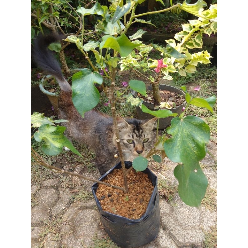 Jual bonsai waru wayang Cangkok Murah Pohon | Shopee Indonesia