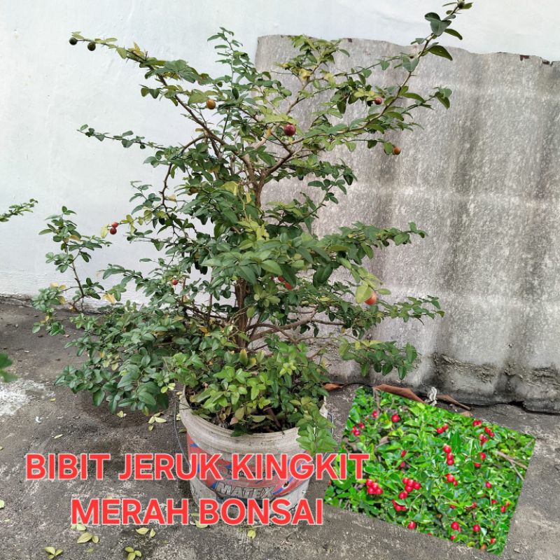 Jual BIBIT POHON JERUK KINGKIT MERAH BONSAI / HERBAL OBAT BATUK ...