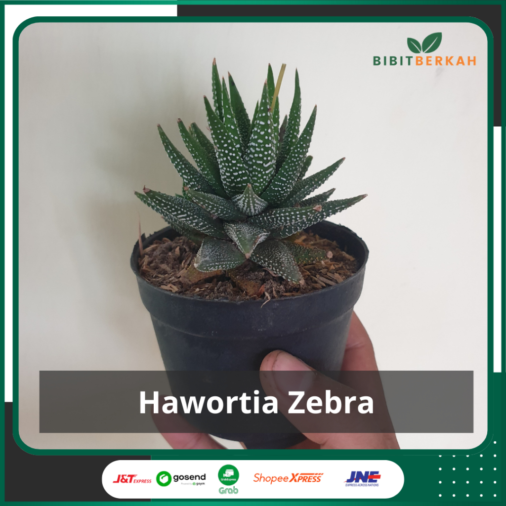 Jual Sukulen / Suculent Haworthia Fasciata Zebra Cluster – Tanaman Hias ...