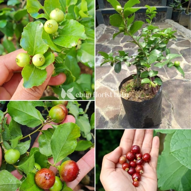 Jual Bibit Tanaman Buah Ceri Jepang (Cherry Jepang) | Shopee Indonesia