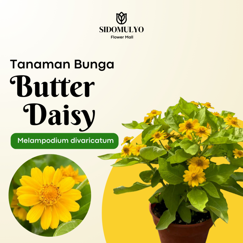 Jual Tanaman Hias Butter Daisy - Bunga Seribu Bintang Matahari ...