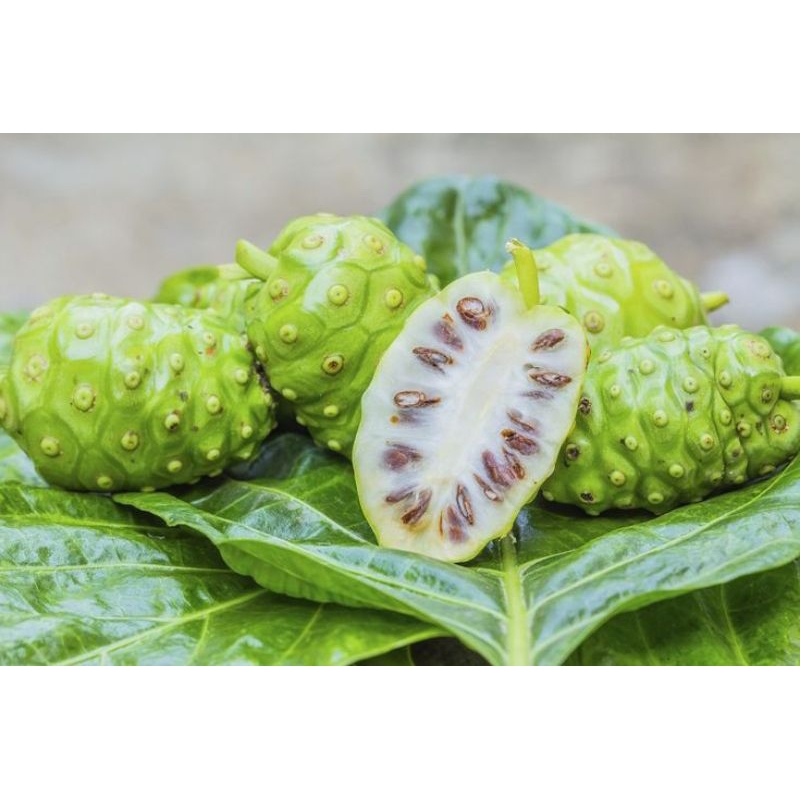 Jual buah mengkudu/mengkudu presh segar baru petik 1kg | Shopee Indonesia