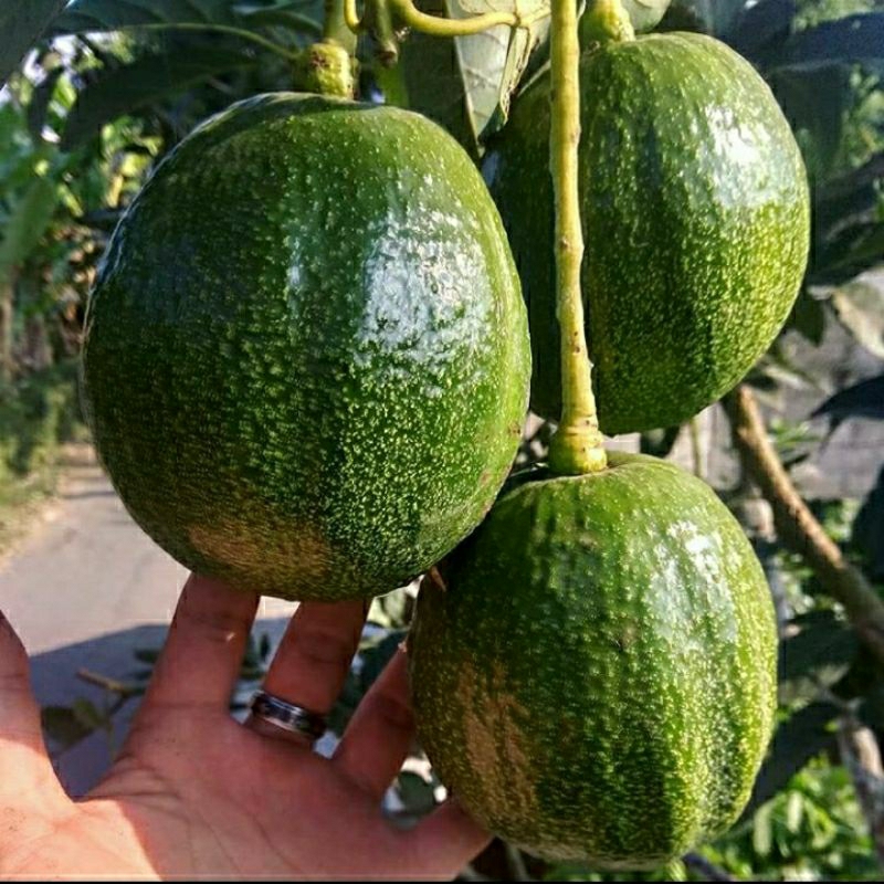 Jual Bibit Alpukat Markus Tinggi 1 Meter Okulasi Batang Besar Siap ...