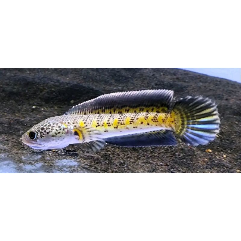 Jual Channa Baby Auranti Size 2-4cm | Shopee Indonesia