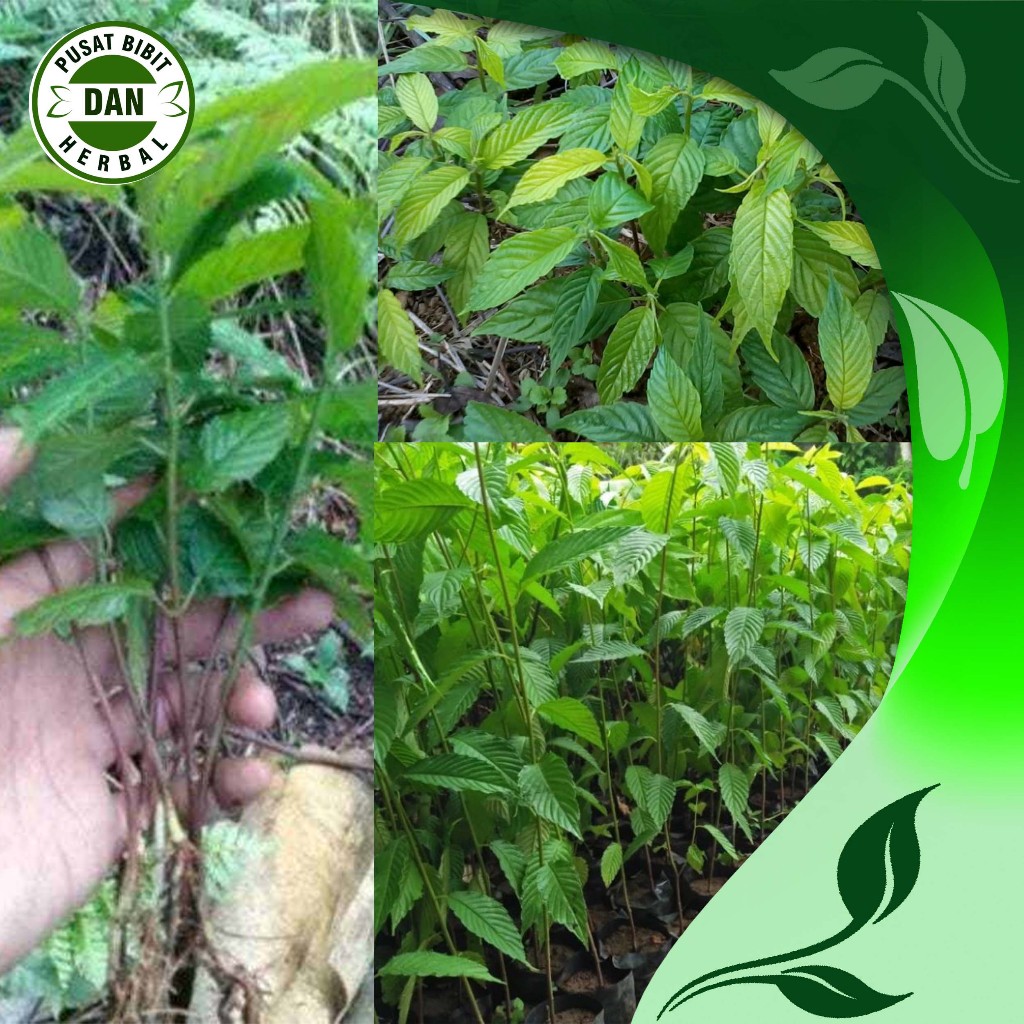 Jual Bibit Pohon Afrika kayu Siap Tanam / Kayu Sabsis Afrika Super ...