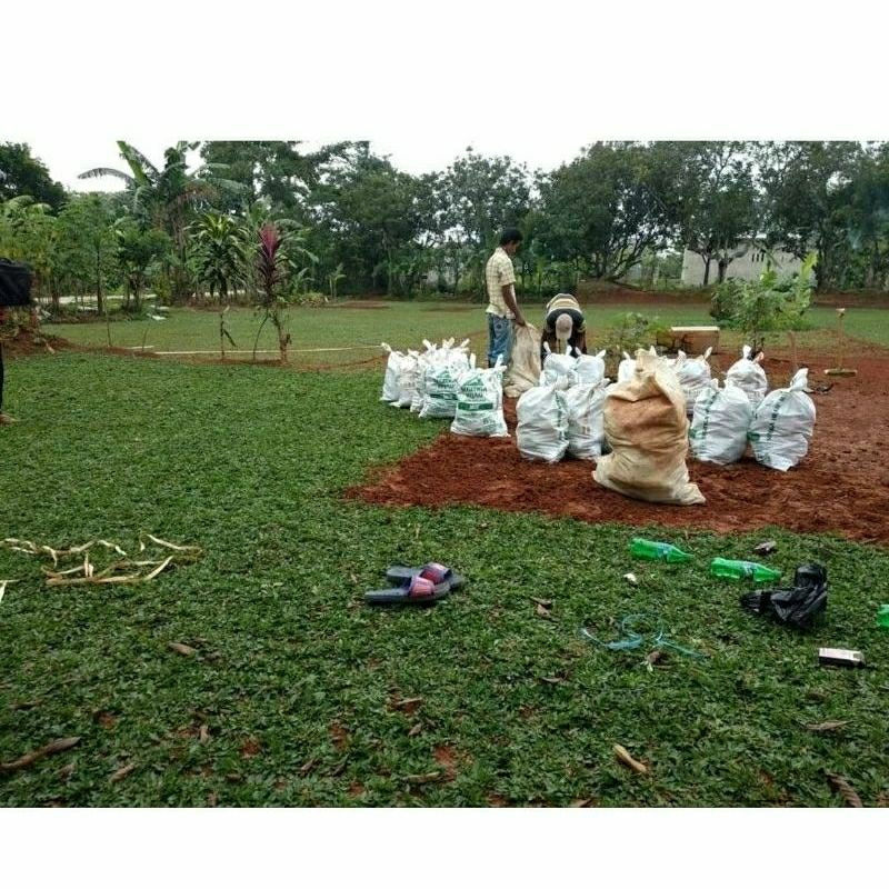 Jual paket 1/2 karung rumput gajah mini siap tanam | Shopee Indonesia