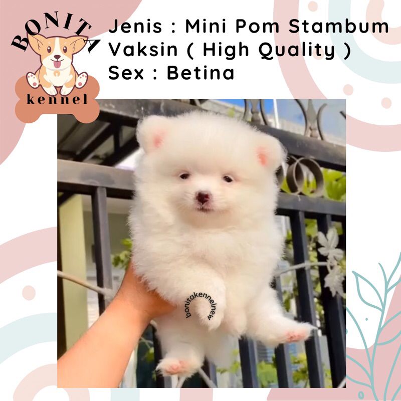 Jual Mini Pom Stambum White Black Particolor Jantan Betina Anak Anjing ...