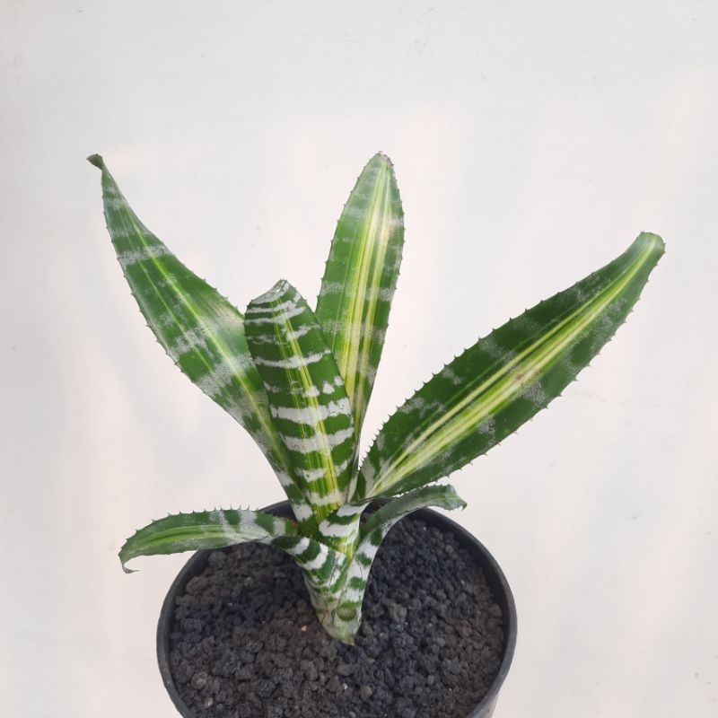 Jual Aechmea chantinii "Samurai" (Bromelia) | Shopee Indonesia