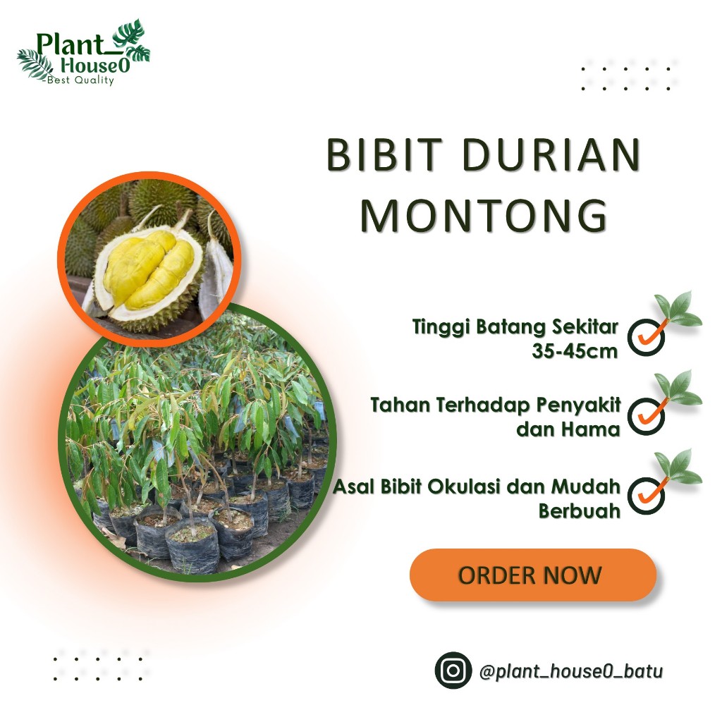 Jual Bibit Durian Musang King Premium – Durian Super Manis & Daging Tebal | Shopee Indonesia
