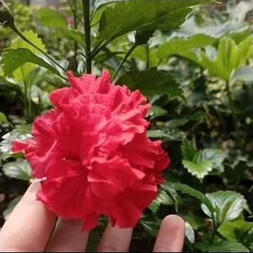 Jual bunga sepatu merah tumpuk | Shopee Indonesia