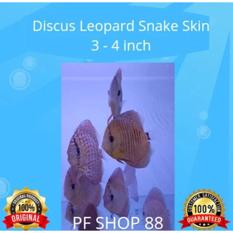 Jual Ikan Hias Discus Leopard Snake Skin 3 - 4 inch | Shopee Indonesia