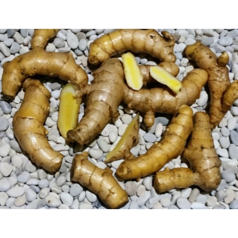 Jual promo giring segar 1kg asli temu giring | Shopee Indonesia