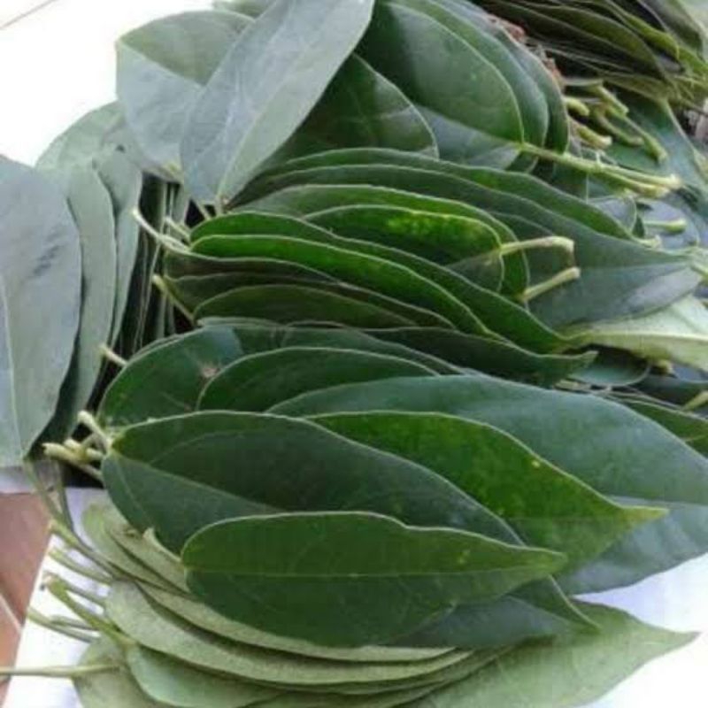 Jual DAUN CINCAU HIJAU SEGAR ALAMI BANYAK KHASIAT MANFAAT UNTUK ...