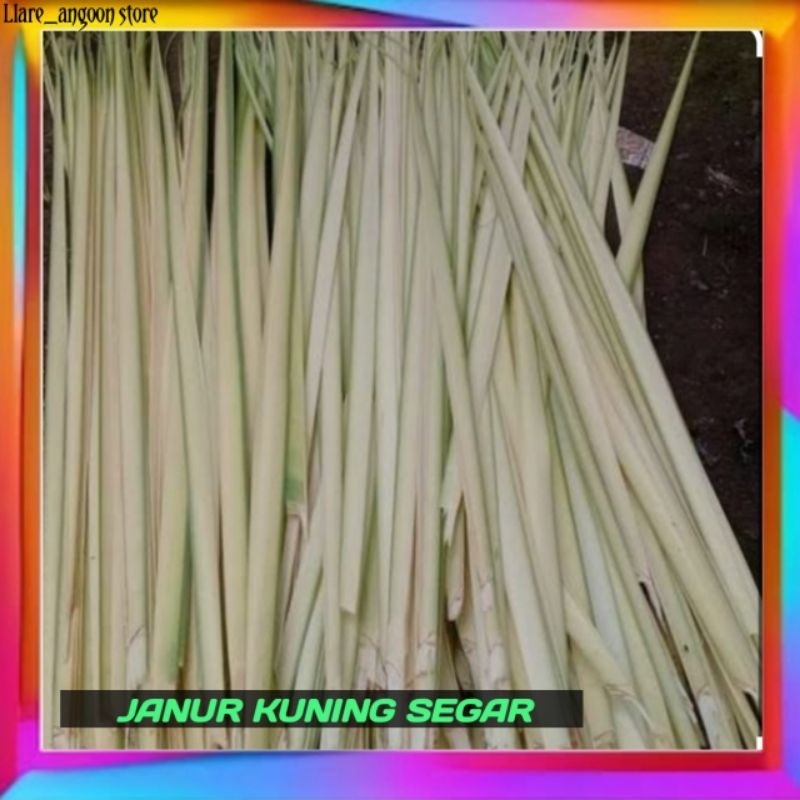 Jual JANUR KUNING/DAUN KELAPA MUDA/PER 1 BATANG | Shopee Indonesia