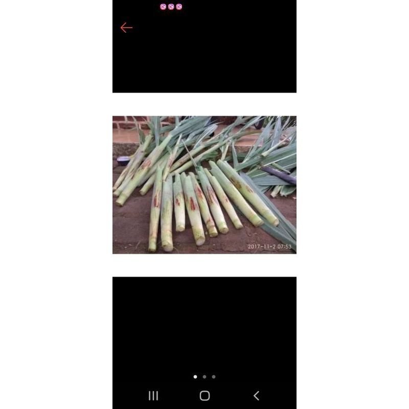 Jual Telur tebu / turubuk 500gr | Shopee Indonesia