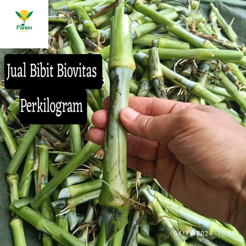 Jual Bibit Rumput BIOVITAS BB BIOGEN Super jual Per kilo | Shopee Indonesia