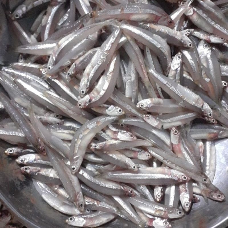 Jual ikan teri basah 500gr | Shopee Indonesia
